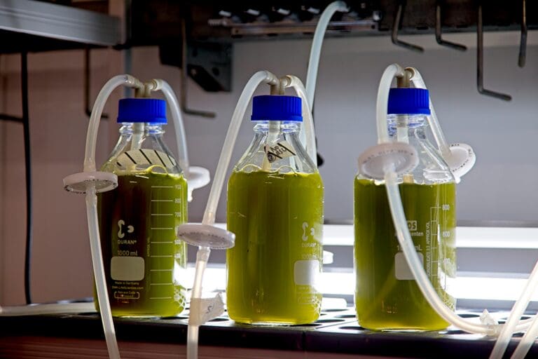 Van algenreactor naar voeding: een brug te ver? - Fluids Processing